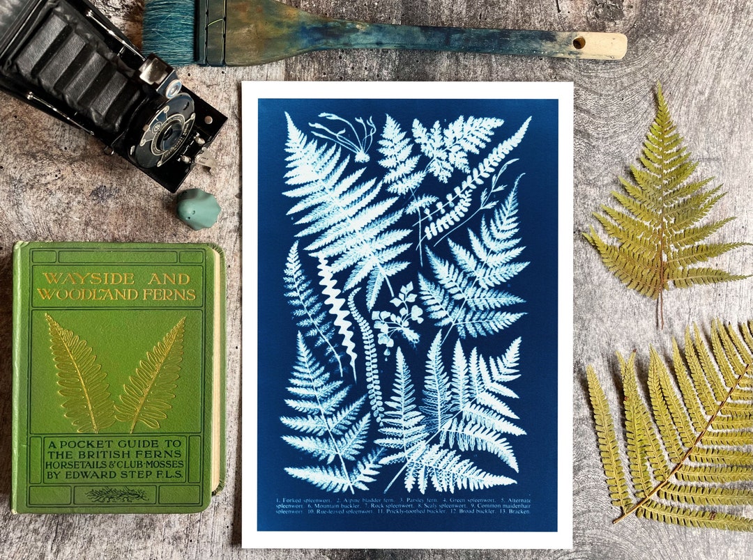 Botanical Fern Cyanotype Art Print, Vintage Style Natural History ...
