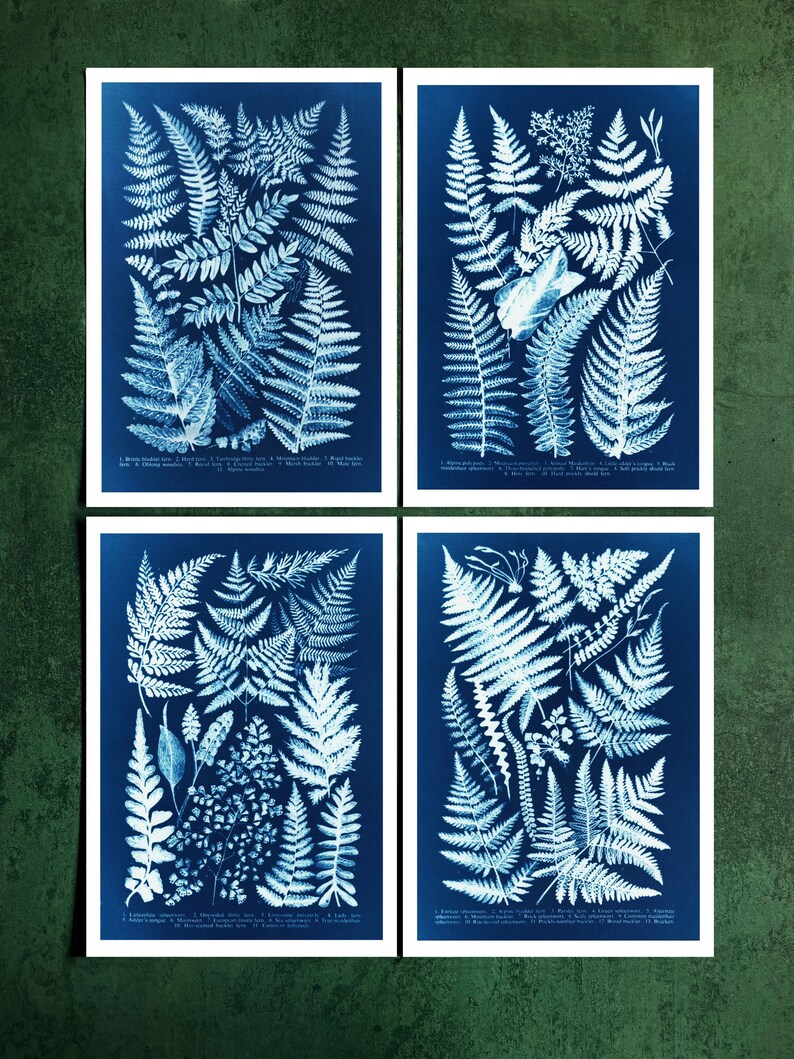 Botanical Fern Cyanotype Art Print Vintage Style Natural - Etsy