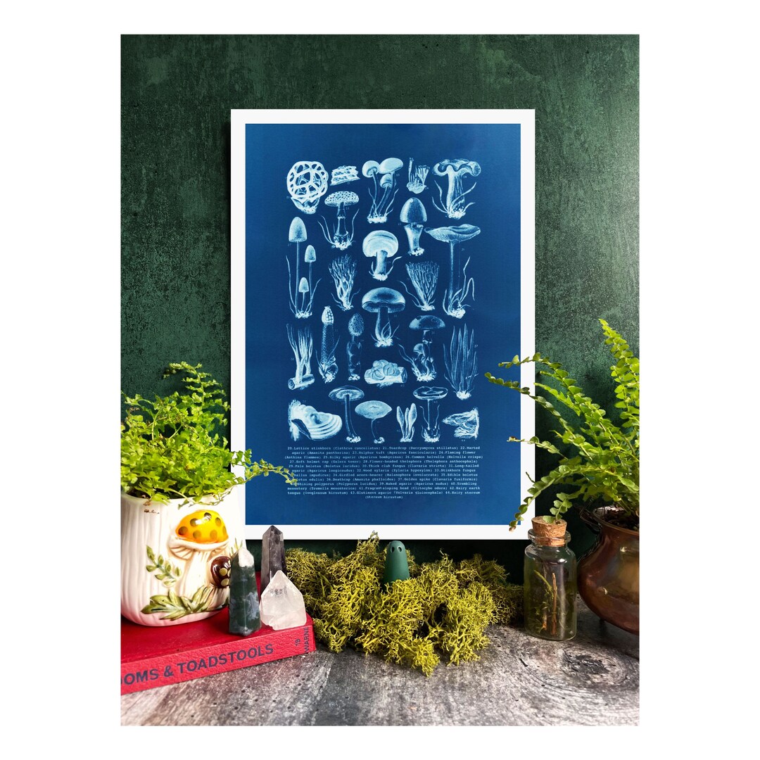 Mushroom Cyanotype Art Print, Vintage Style Mushroom Identification ...