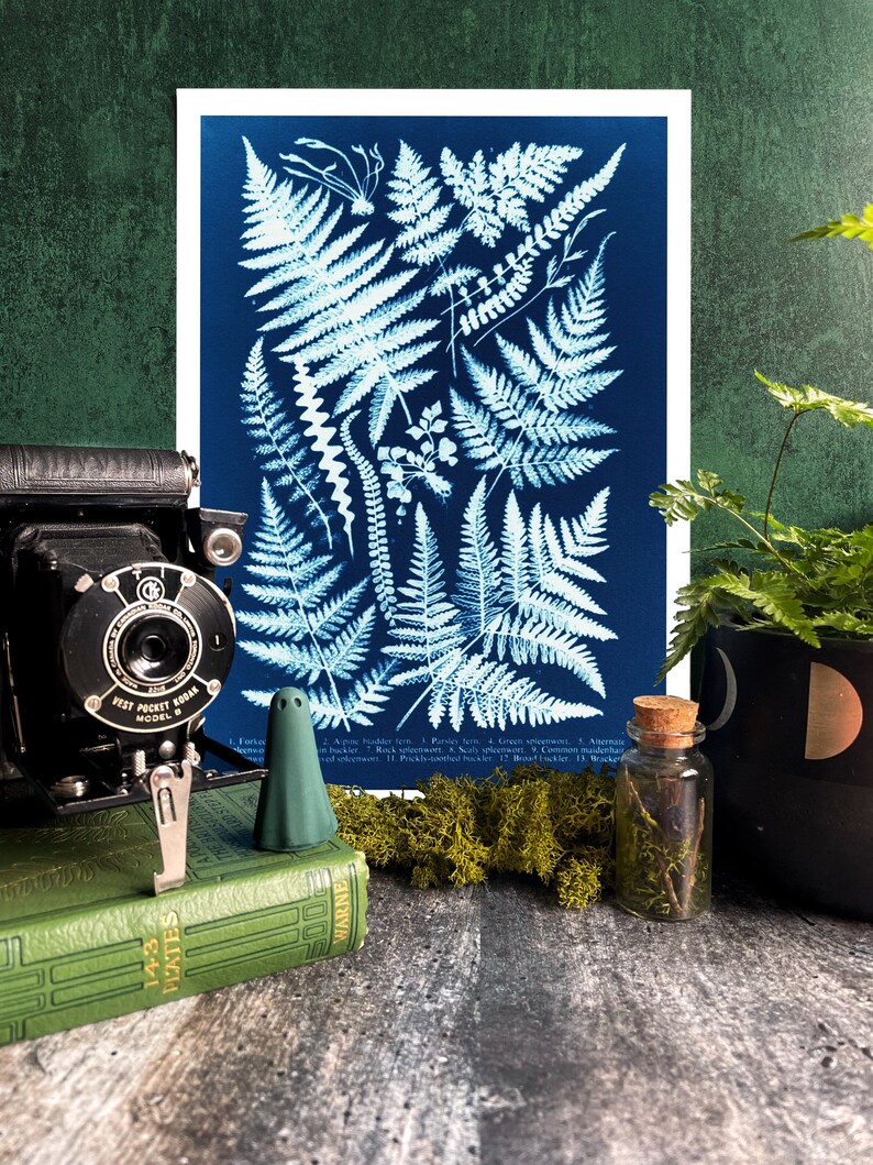 Botanical Fern Cyanotype Art Print, Vintage Style Natural History ...