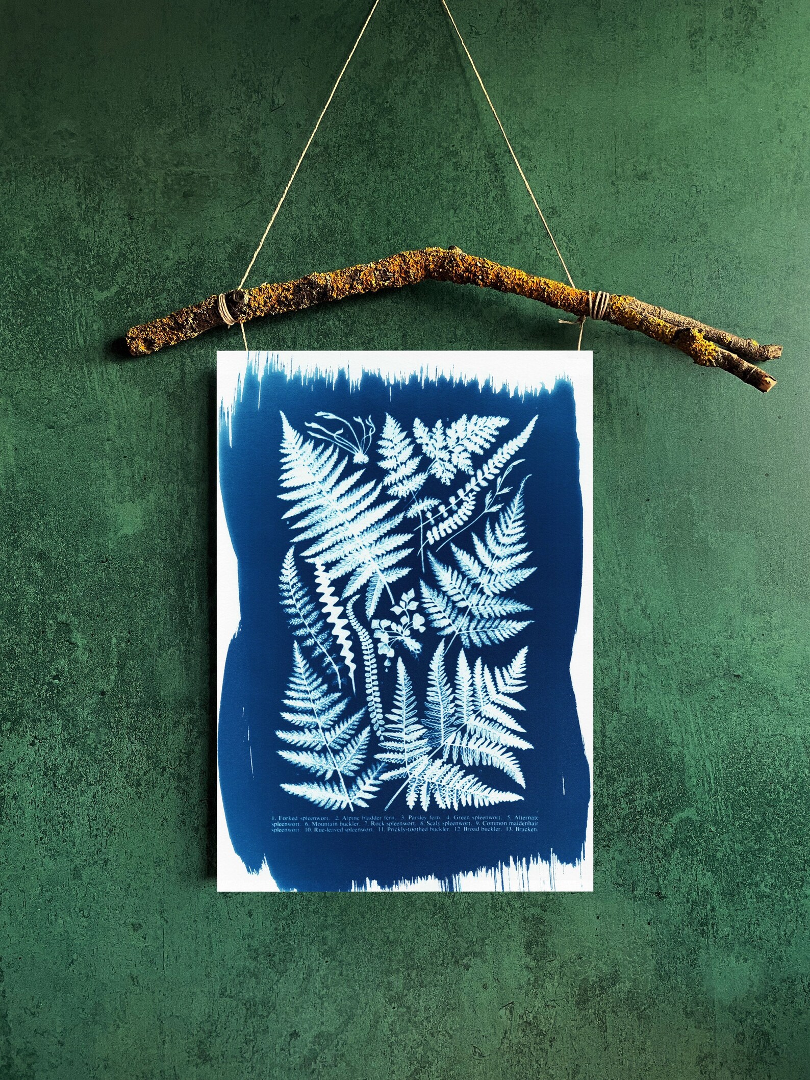 Botanical Fern Cyanotype Art Print, Vintage Style Natural History ...