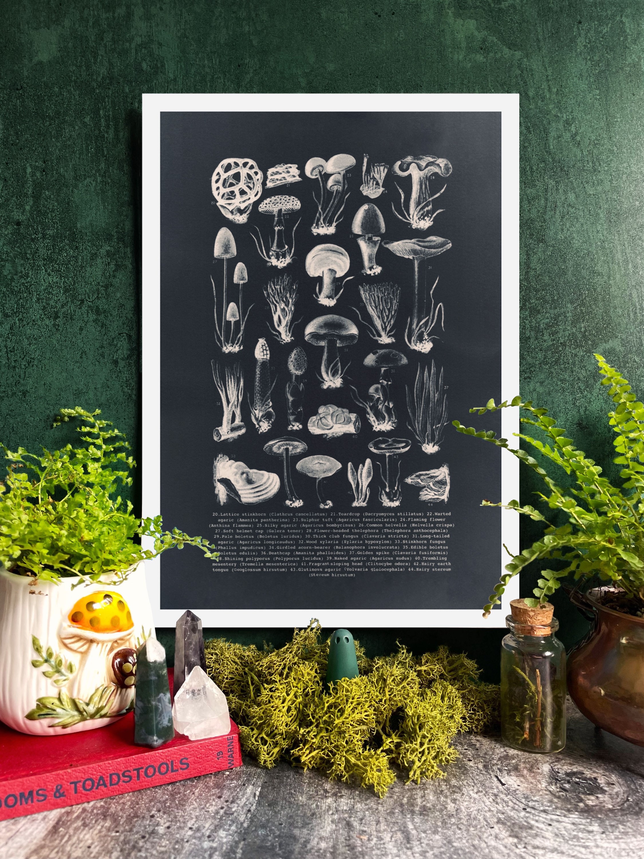 Mushroom Toned Cyanotype Art Print Dark Academia Toadstool - Etsy