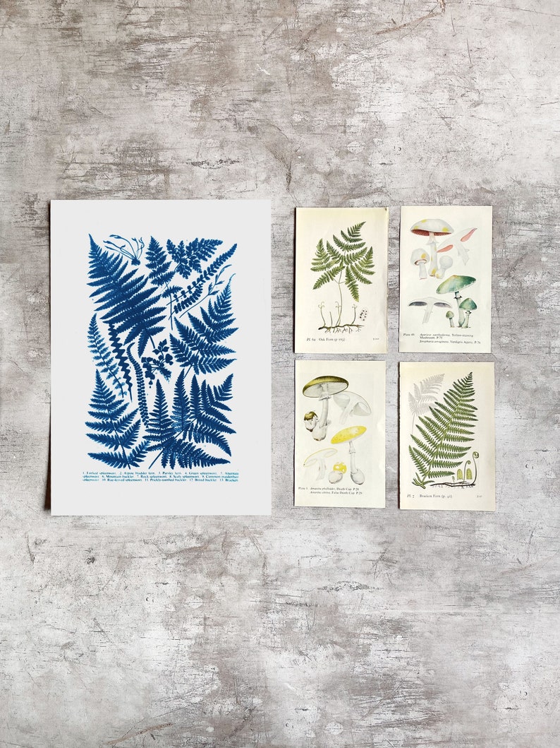 Botanical Fern Cyanotype Art Print Vintage Style Natural - Etsy