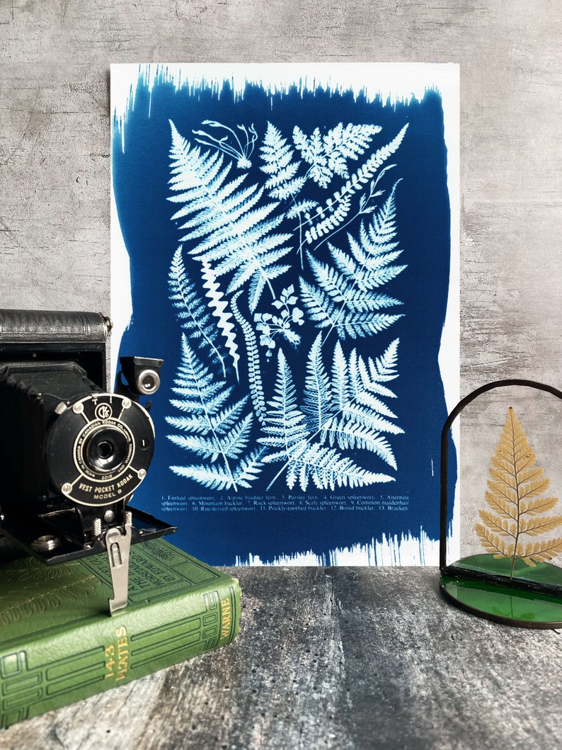 Botanical Fern Cyanotype Art Print, Vintage Style Natural History ...