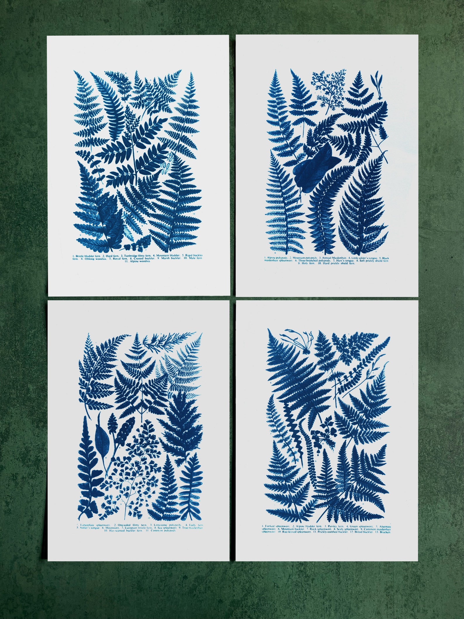 Botanical Fern Cyanotype Art Print Vintage Style Natural - Etsy