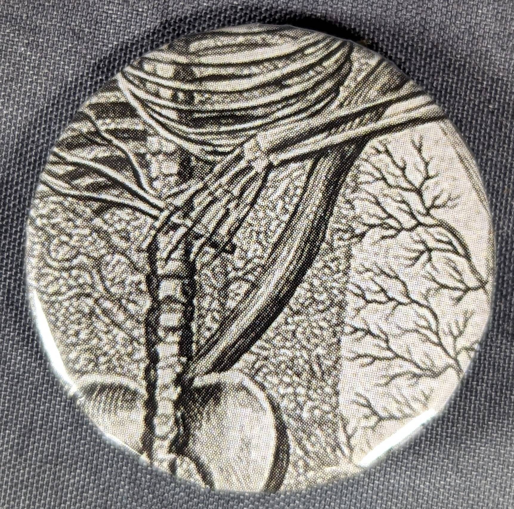 1.25 Anatomy Button - Etsy