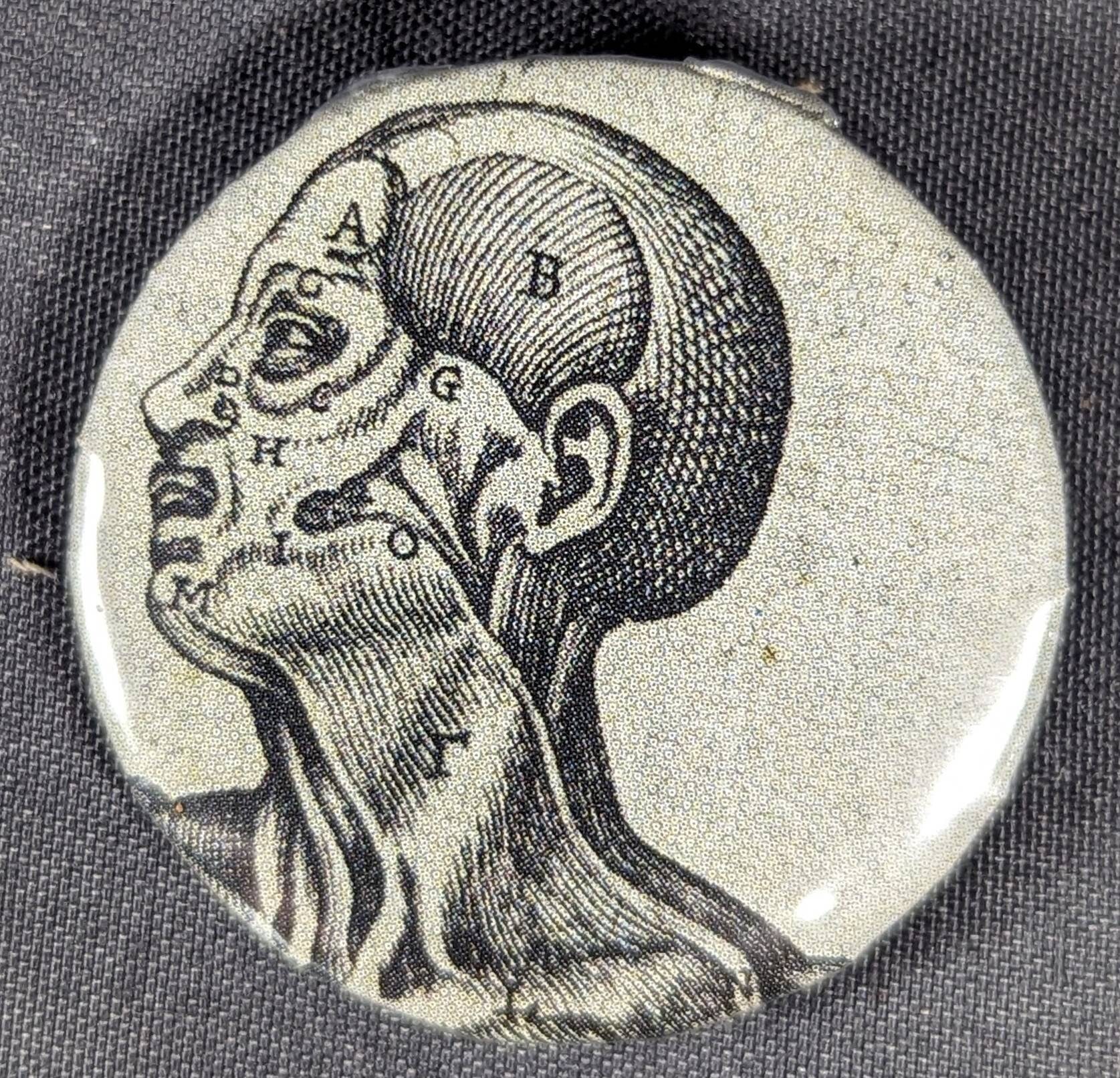 1.25" Anatomy Button - Etsy