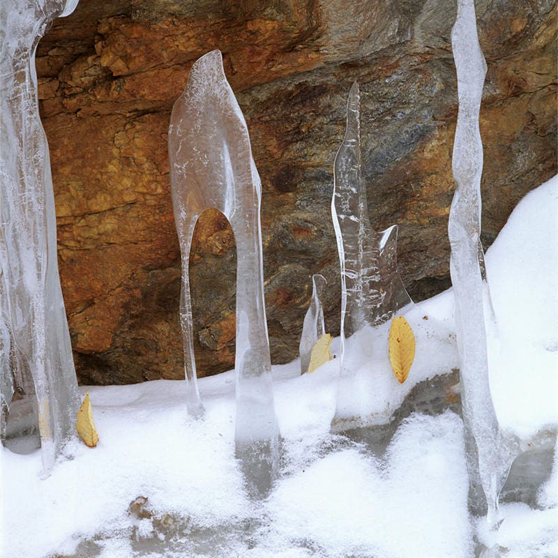 Sculptures of Ice and Beech's Leaves in the Winter, Sutton Mountain ...