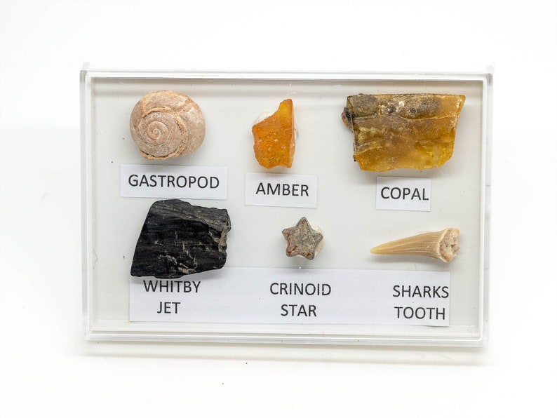 Fossil Collection Gift Set Mini Assortment of Natural - Etsy UK