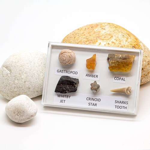 Fossil Collection Gift Set Mini Assortment of Natural - Etsy UK