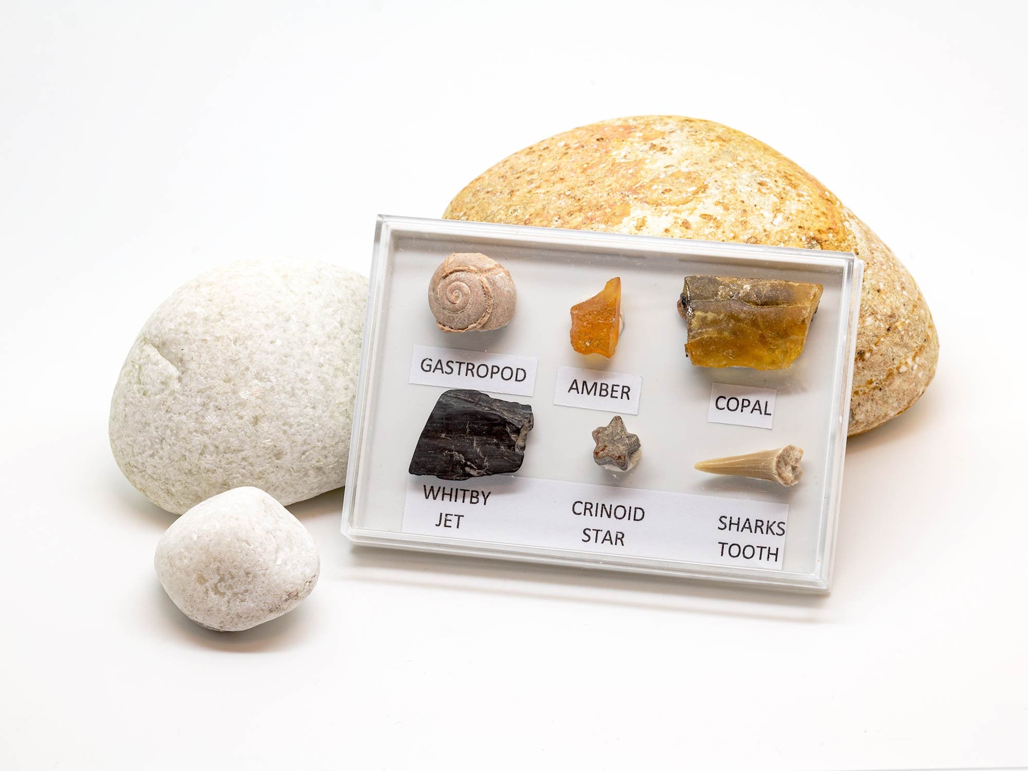 Fossil Collection Gift Set Mini Assortment of Natural - Etsy UK