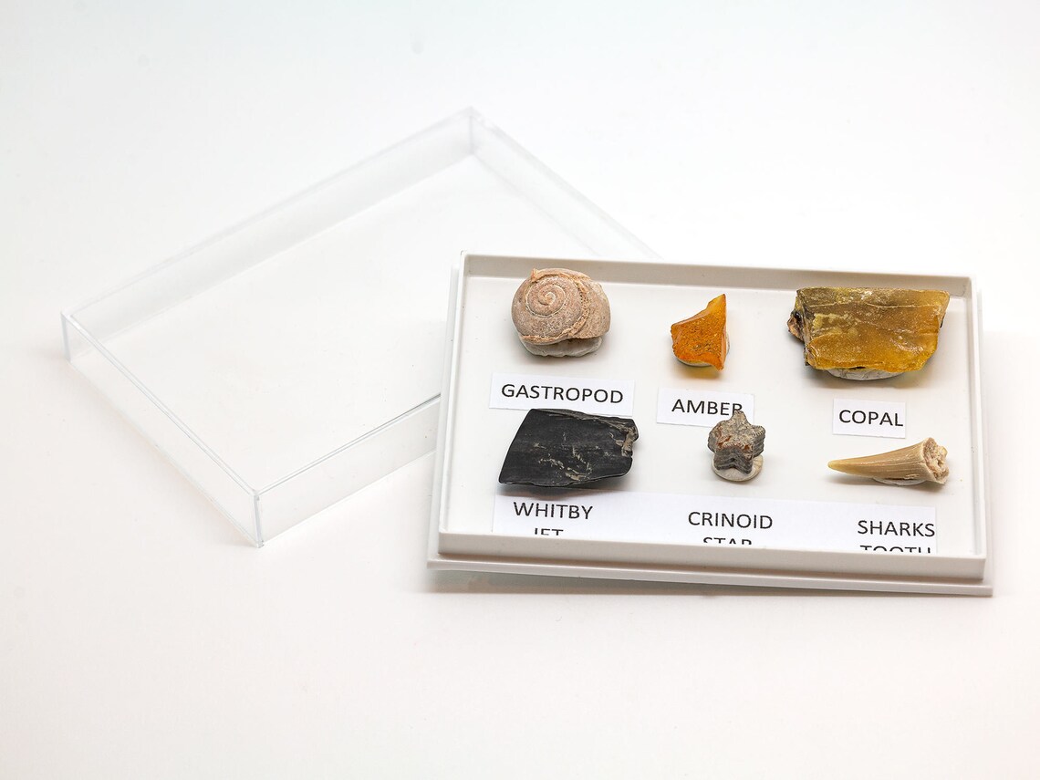 Fossil Collection Gift Set Mini Assortment of Natural - Etsy UK