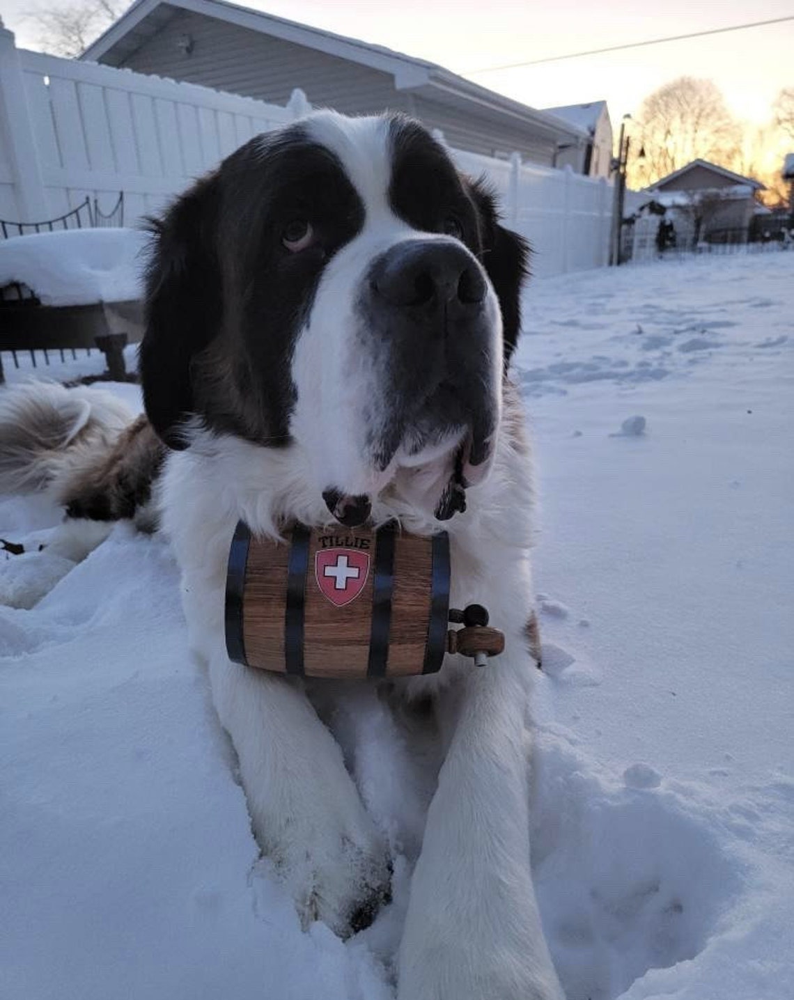 Saint Bernard Barrel With Decal and Engraving - Etsy