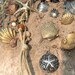 Sea Shell Assemblage Inspiration Collection, Assemblage Art, Assemblage ...