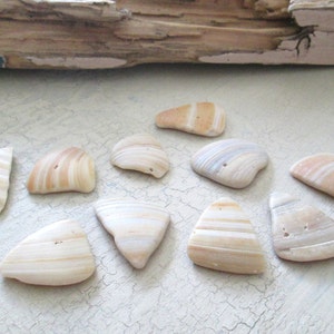 Natural Tumbled Sea Shell Fragments for Assemblage Art - Etsy