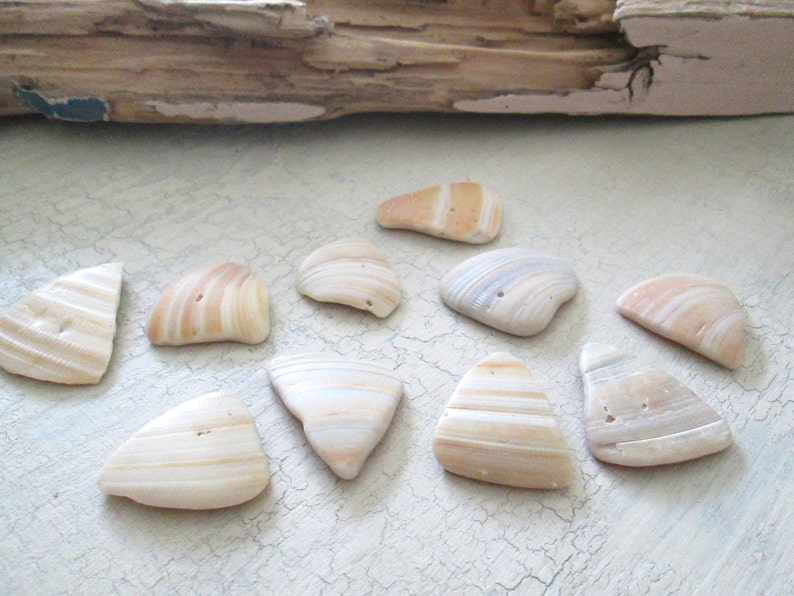 Natural Tumbled Sea Shell Fragments for Assemblage Art - Etsy