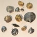Sea Shell Assemblage Inspiration Collection, Assemblage Art, Assemblage ...