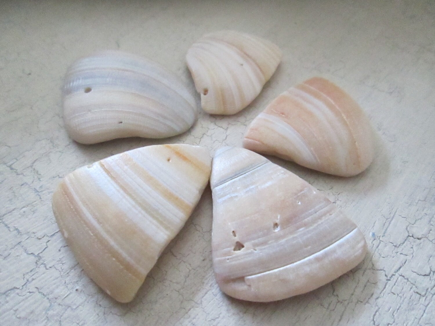 Natural Tumbled Sea Shell Fragments for Assemblage Art - Etsy