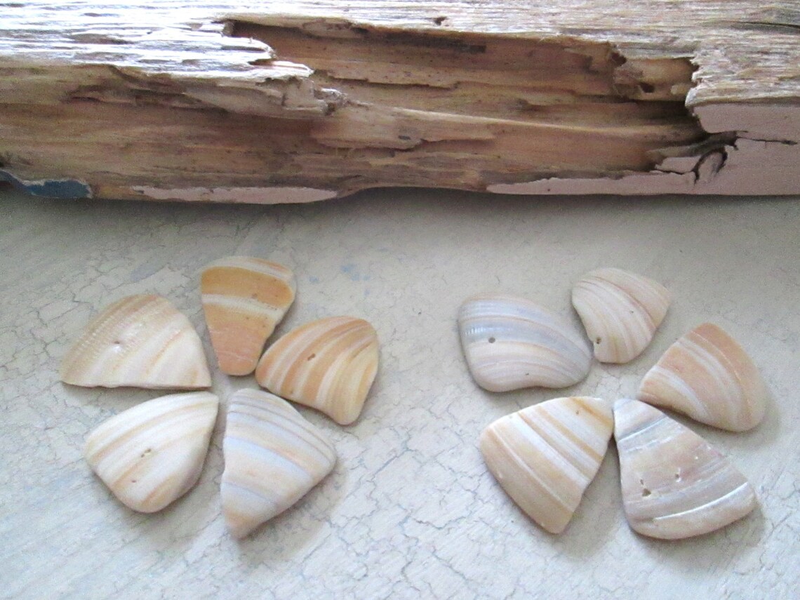 Natural Tumbled Sea Shell Fragments for Assemblage Art - Etsy