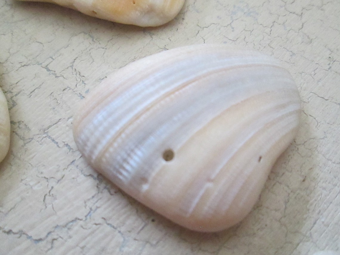 Natural Tumbled Sea Shell Fragments for Assemblage Art - Etsy