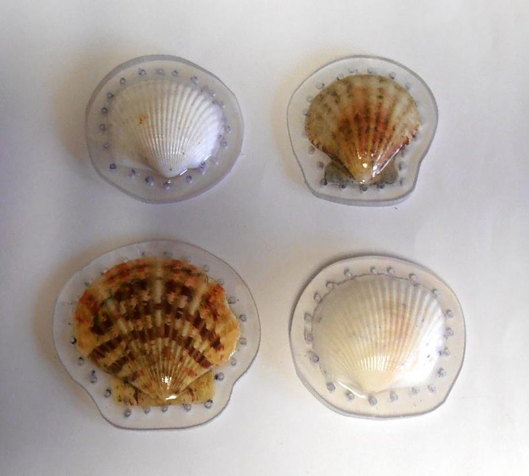 PINE NEEDLE Basket-bottom/base -four Scallop Shells Set in Resin ...