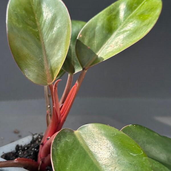 Philodendron Red Emerald - Etsy