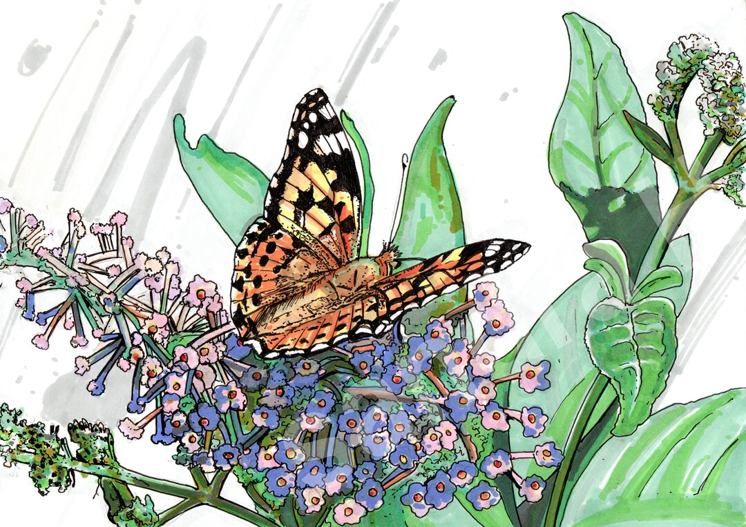 Limited Edition Print of a Pen and Ink Drawing of the Painted Lady ...