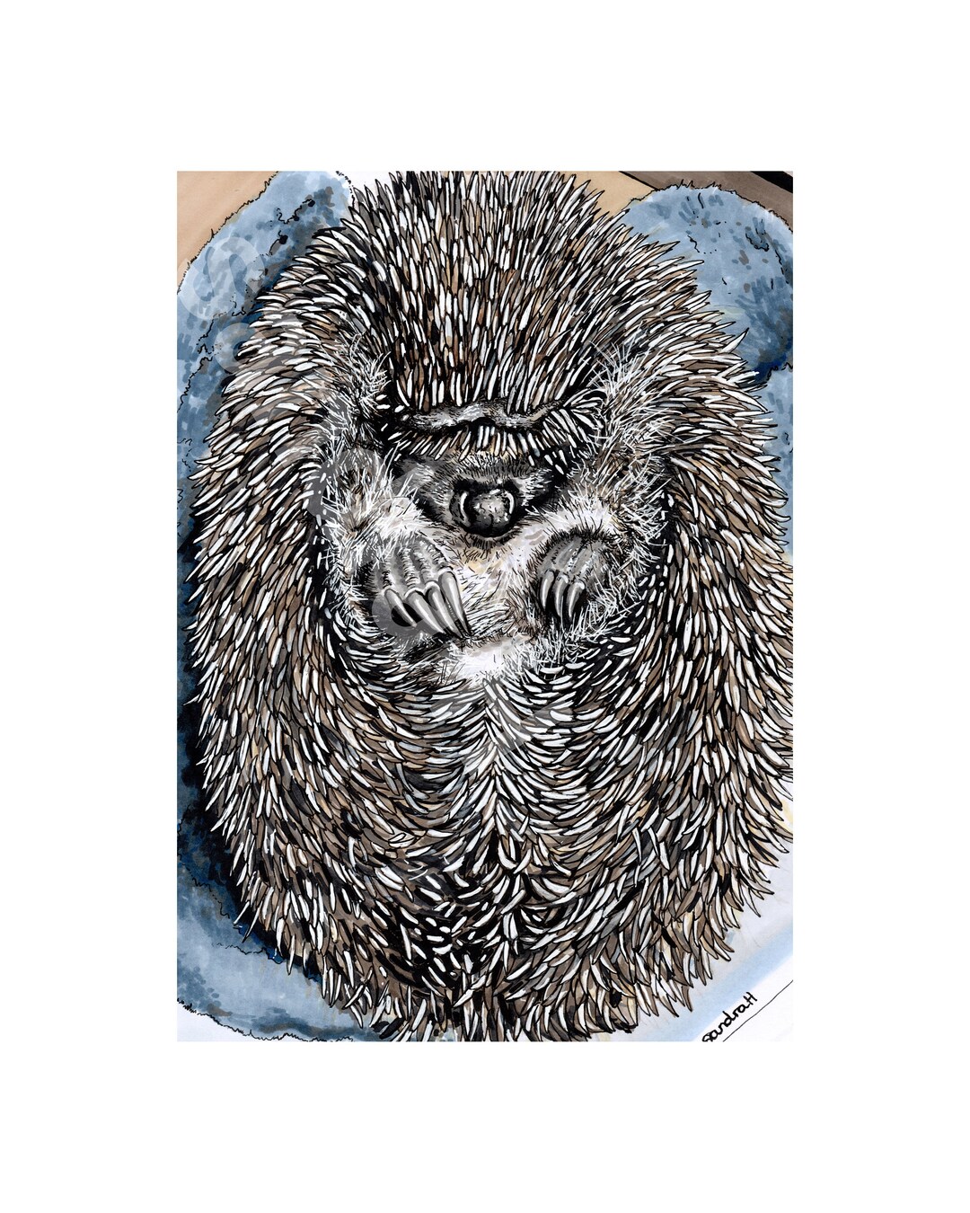 Limited Edition Print of a Pen and Ink Drawing of a Debbie the Hedgehog ...