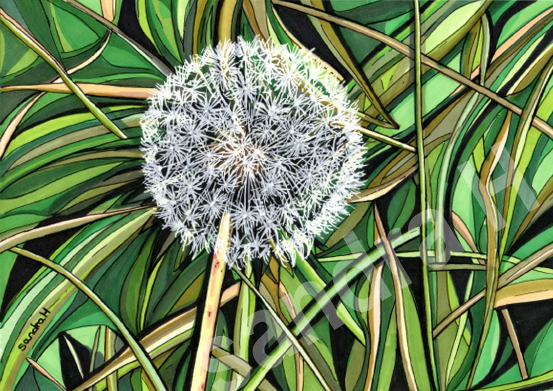 Limited Edition Print of a Pen and Ink Drawing of a Dandelion Clock ...
