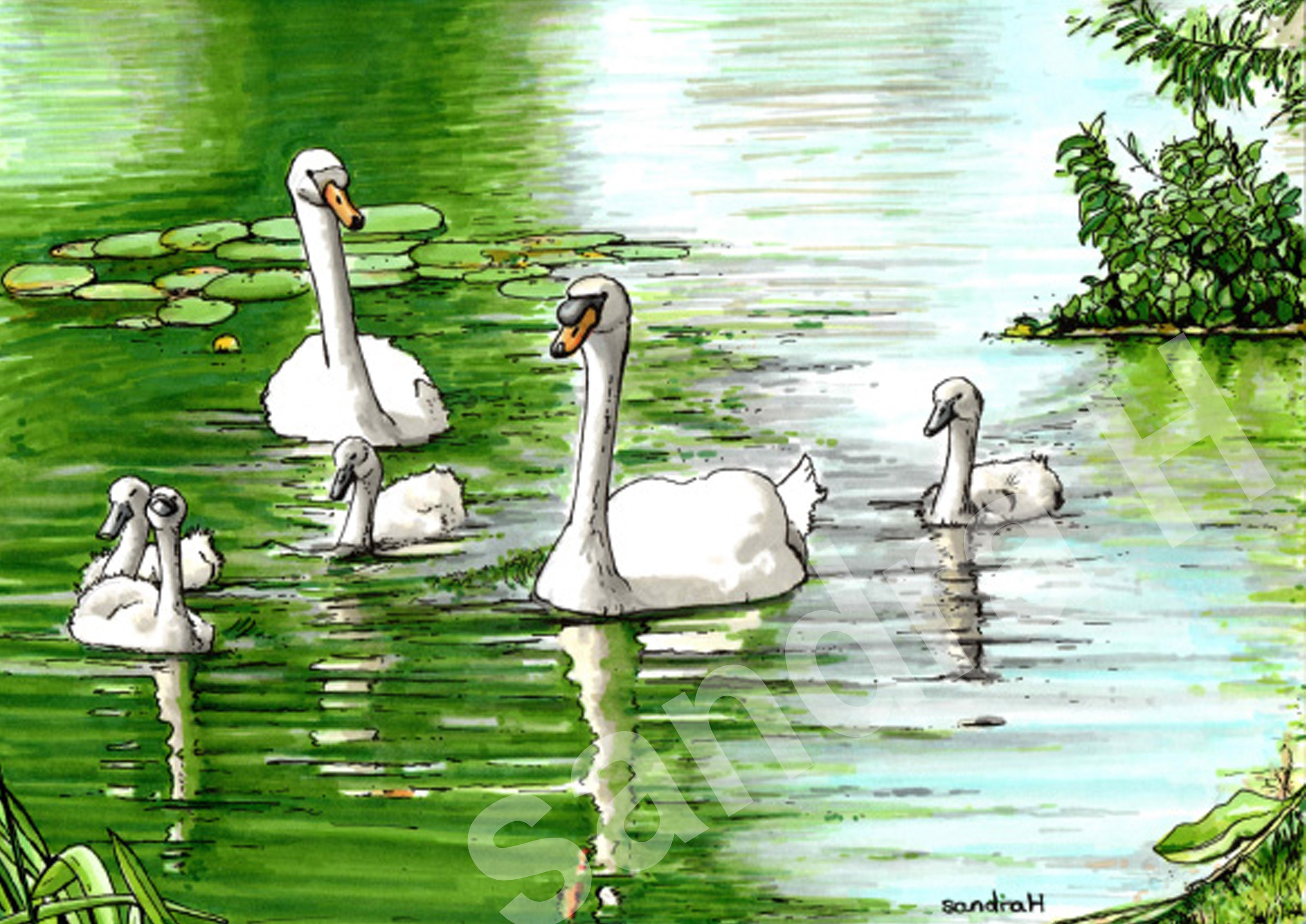 Limited Edition Print of a Pen and Ink Drawing of a Family of Swans ...