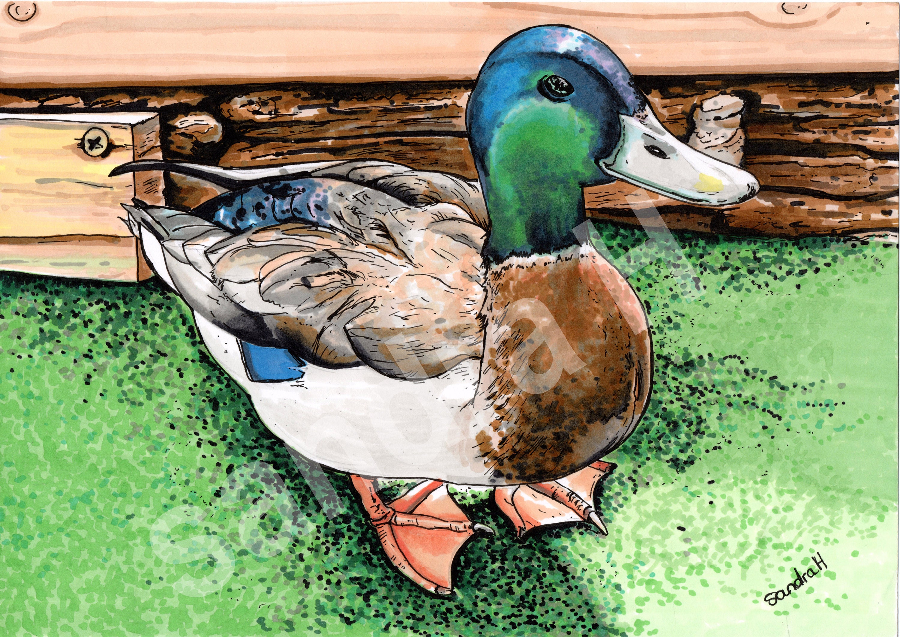 Limited Edition Print of a Pen and Ink Drawing of Mallard Duck Called ...