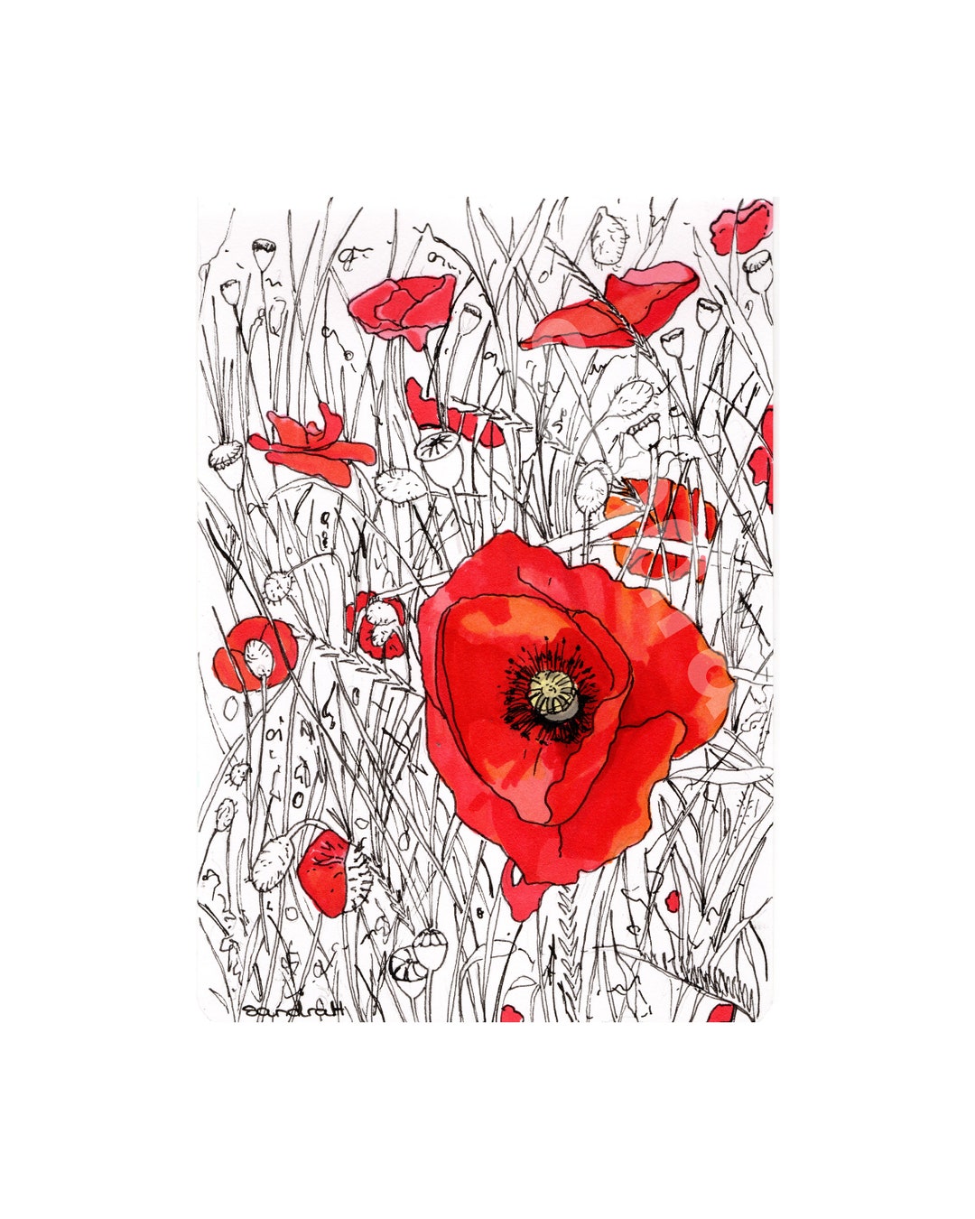Limited Edition Print of a Pen and Ink Drawing of Poppies - With Frame ...
