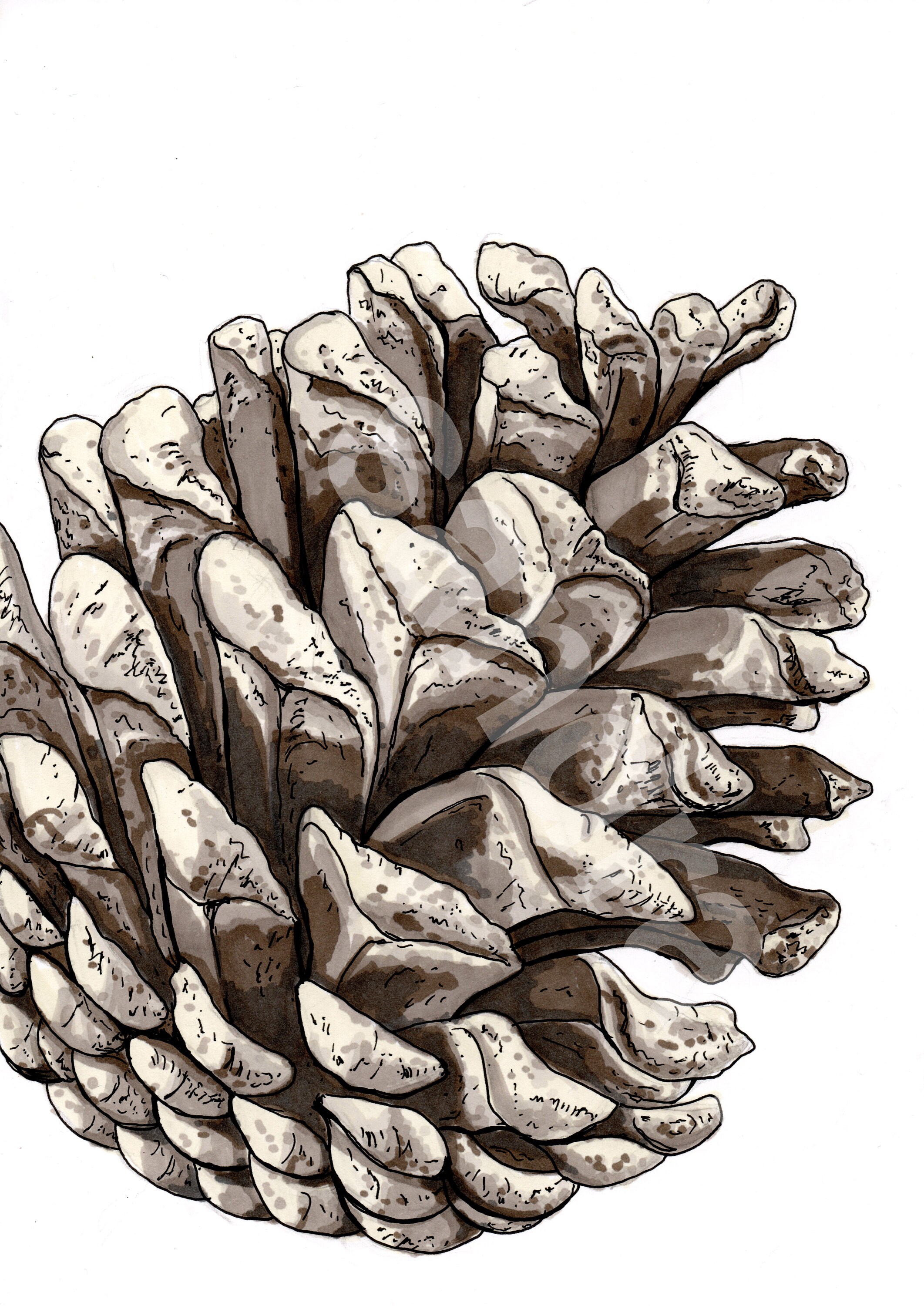 Limited Edition Print of a Pen and Ink Drawing of a Pine Cone - With ...