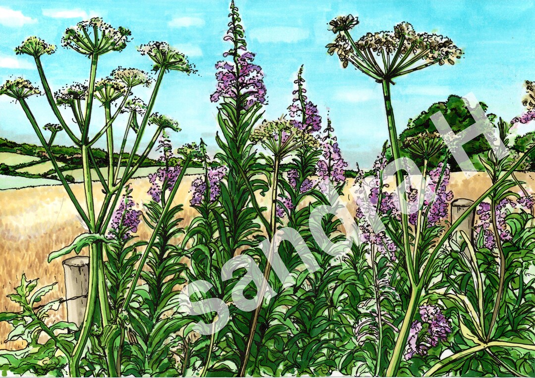 Limited Edition Print of a Pen and Ink Drawing of Wild Flowers and ...