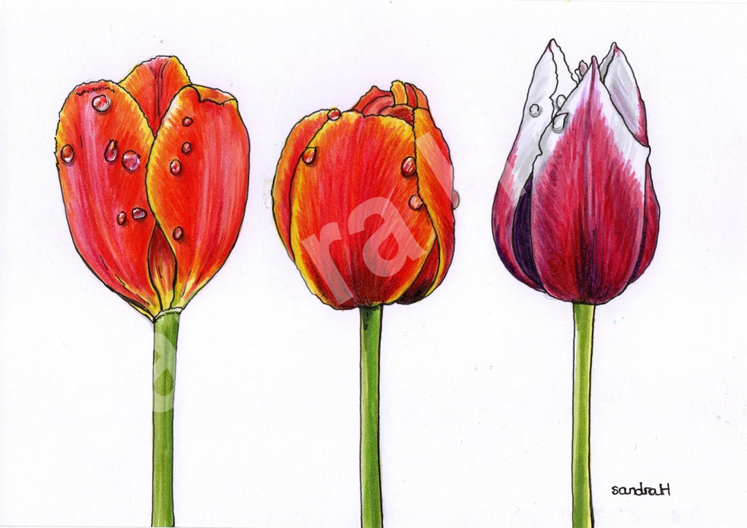 Limited Edition Print of a Pen and Ink Drawing of Tulips - With Frame ...