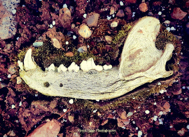 Wolf Jaw Wolf Jaw Bones Photography | Etsy