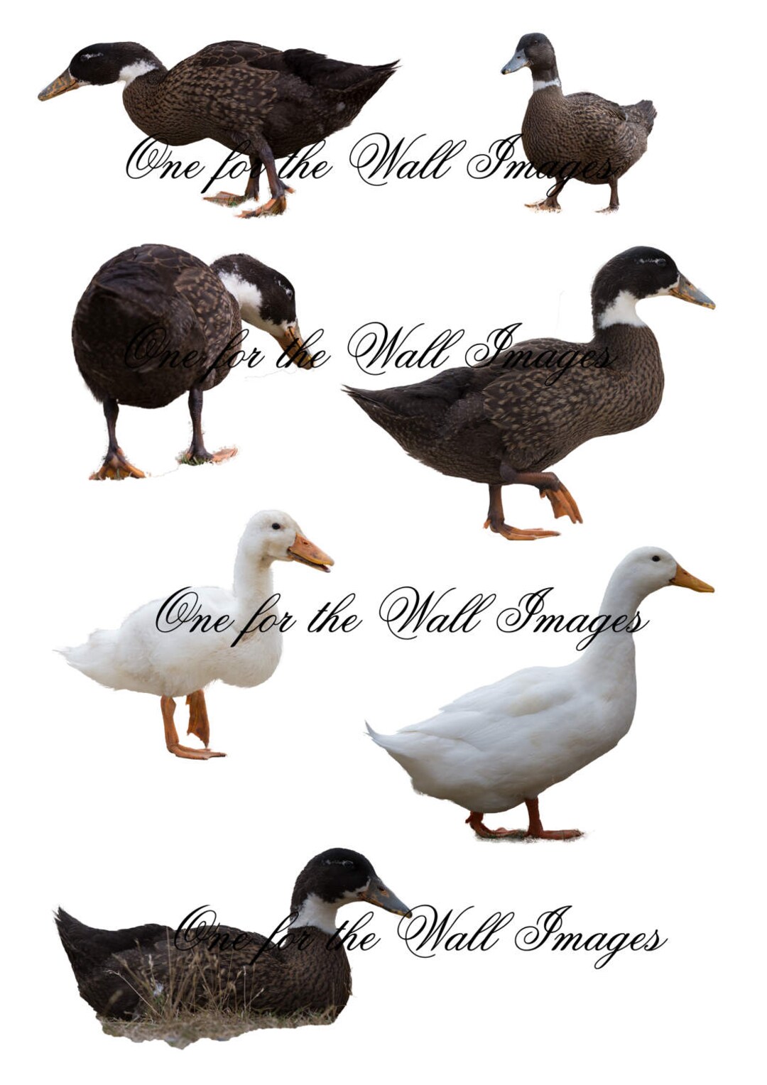 Duck Overlay, Png Files 12 Ducks in Total - Etsy