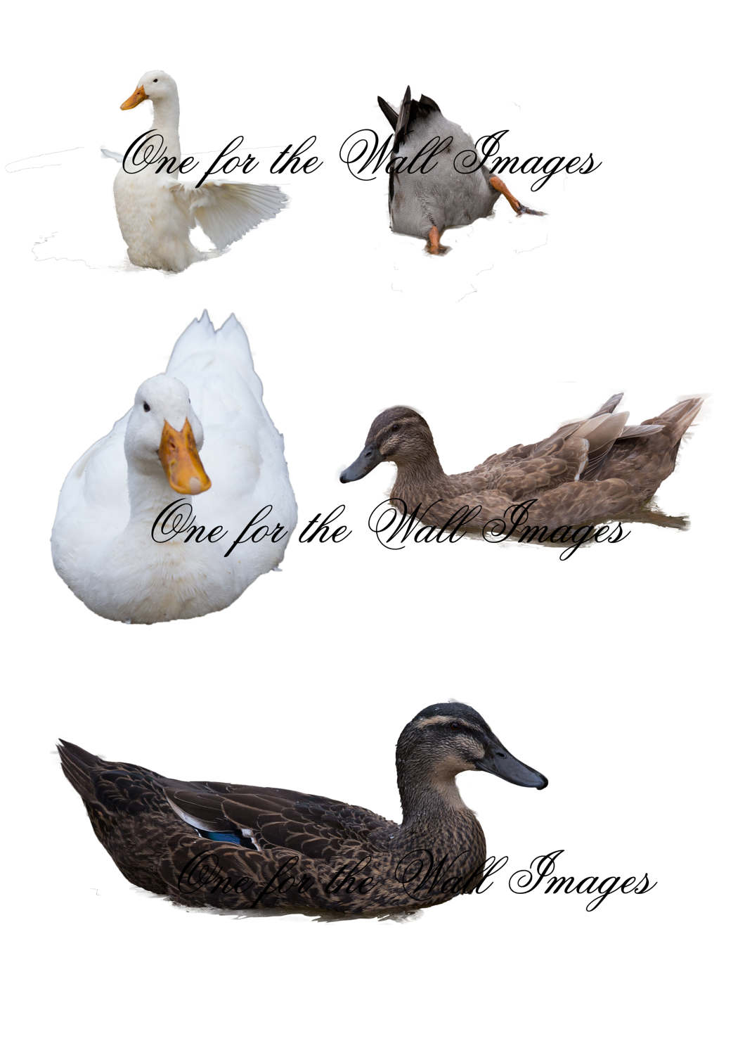 Duck Overlay, Png Files 12 Ducks in Total - Etsy