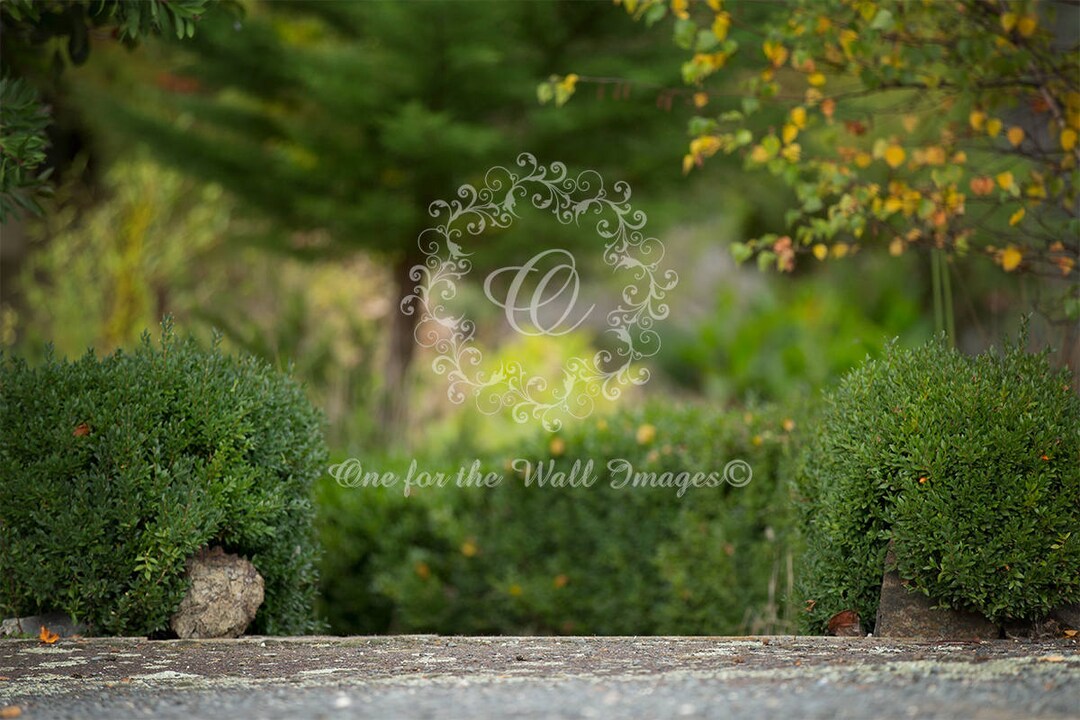 English Box Hedge Path Digital Background Backdrop - Etsy