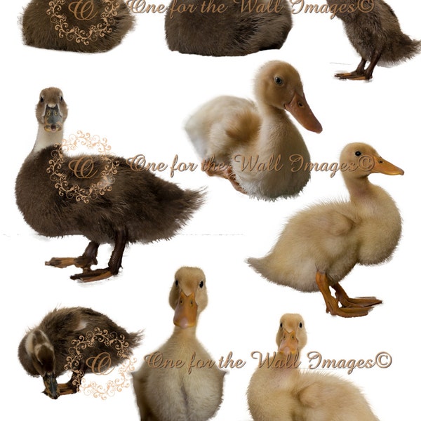 Duckling - Etsy