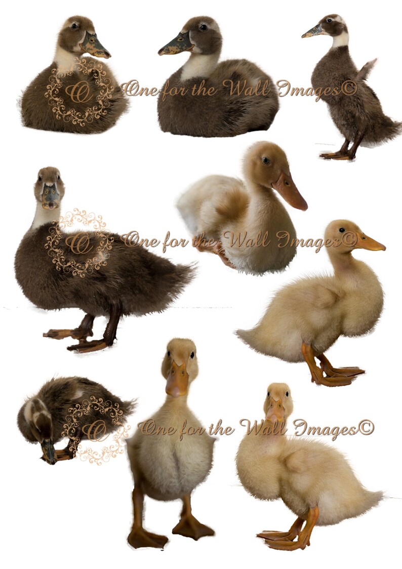 Duckling Duck Overlay Set, Png Format, Stock, Composite, Digital - Etsy