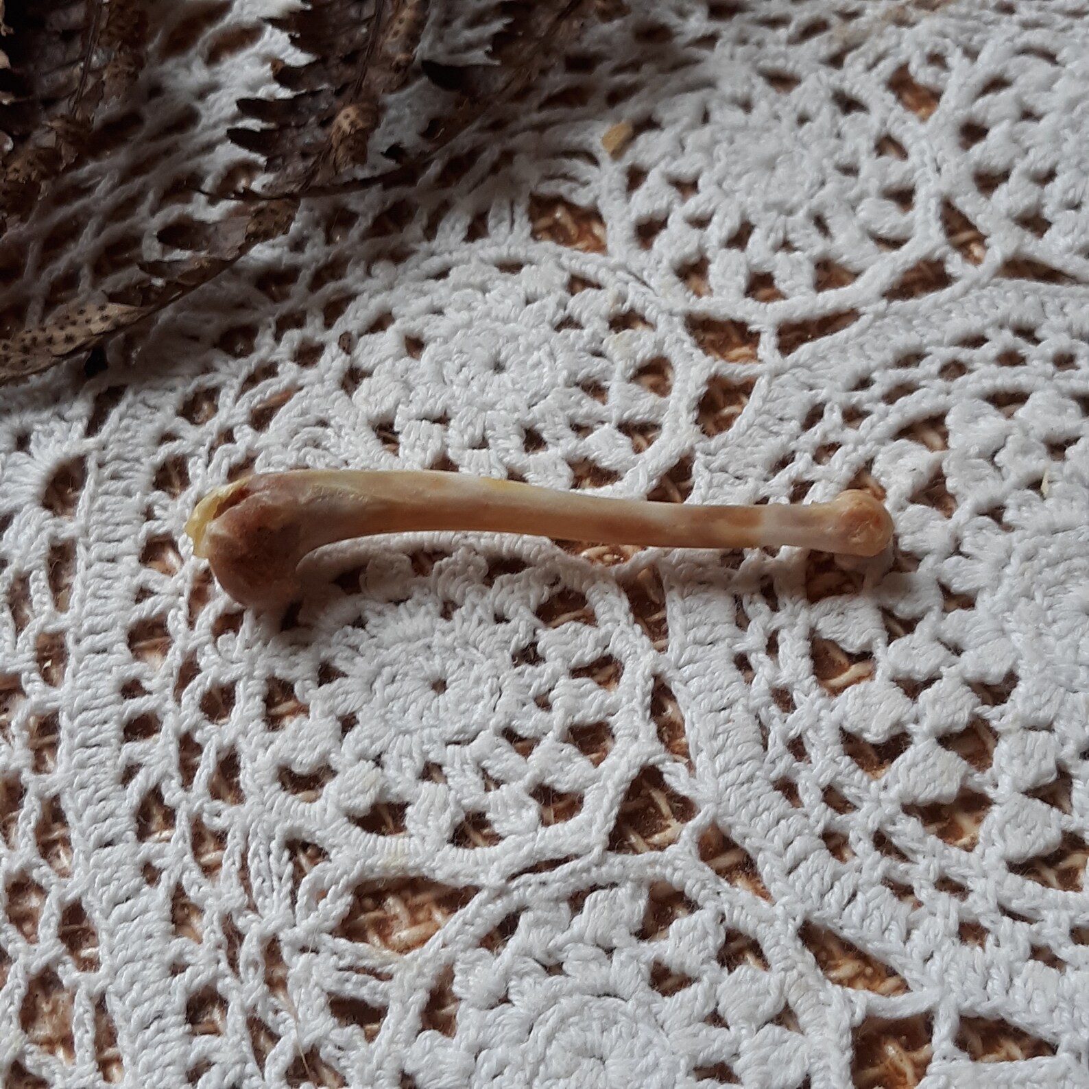 Taxidermy A142 Real Rabbit Humerus Bone Bones Leg Limb | Etsy