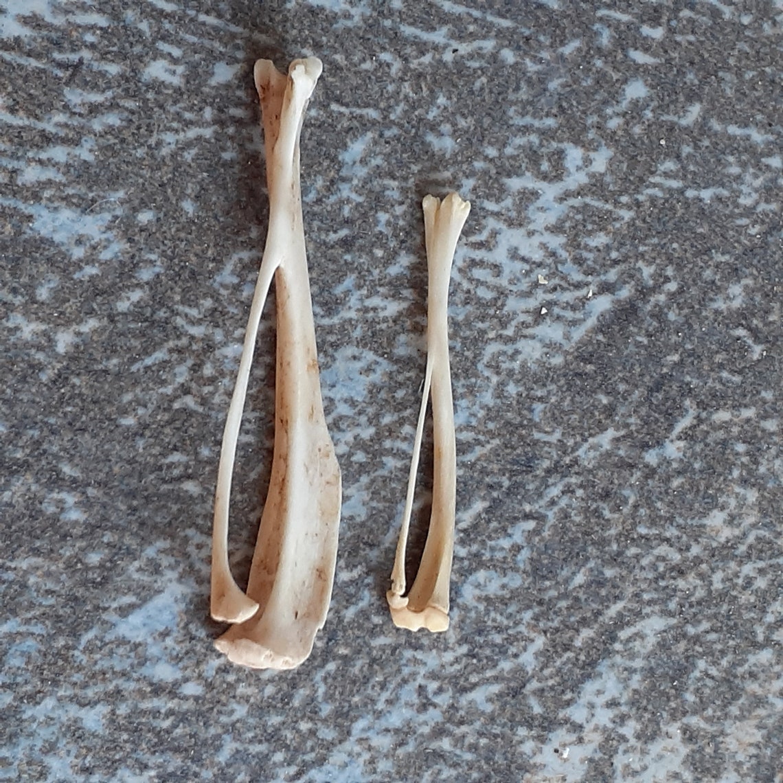 Taxidermy A258 Real Articulated Mouse Tibia Fibula Leg Bone | Etsy