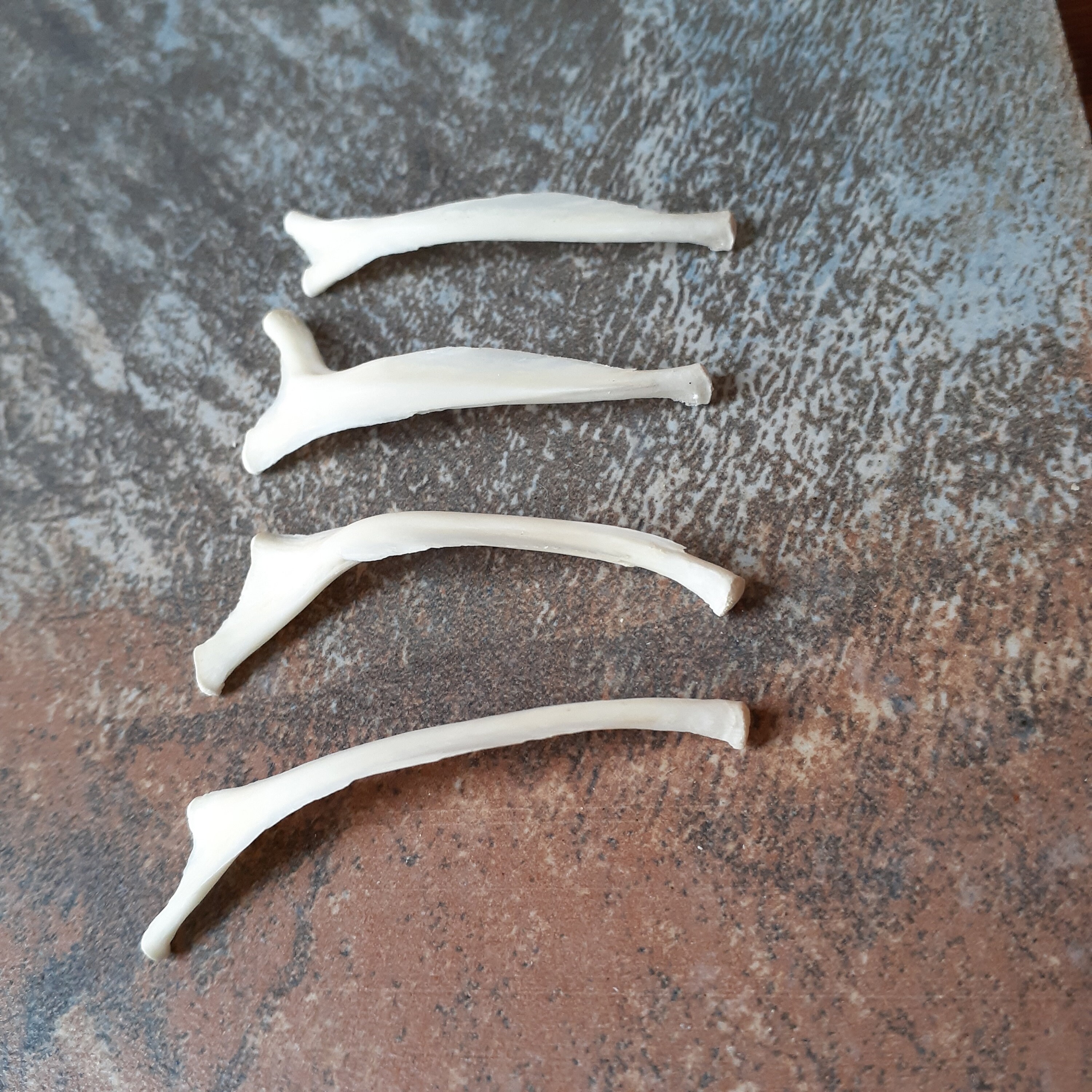 Taxidermy C485 Real Alligator Lizard Rib Ribs Bone Bones | Etsy