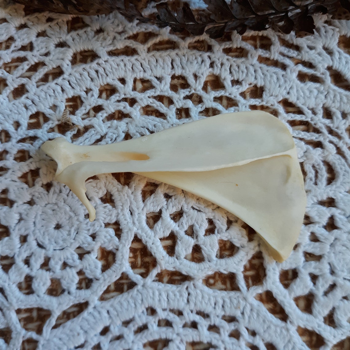 Taxidermy A124 Real Lagomorph Rabbit Scapula Shoulder | Etsy