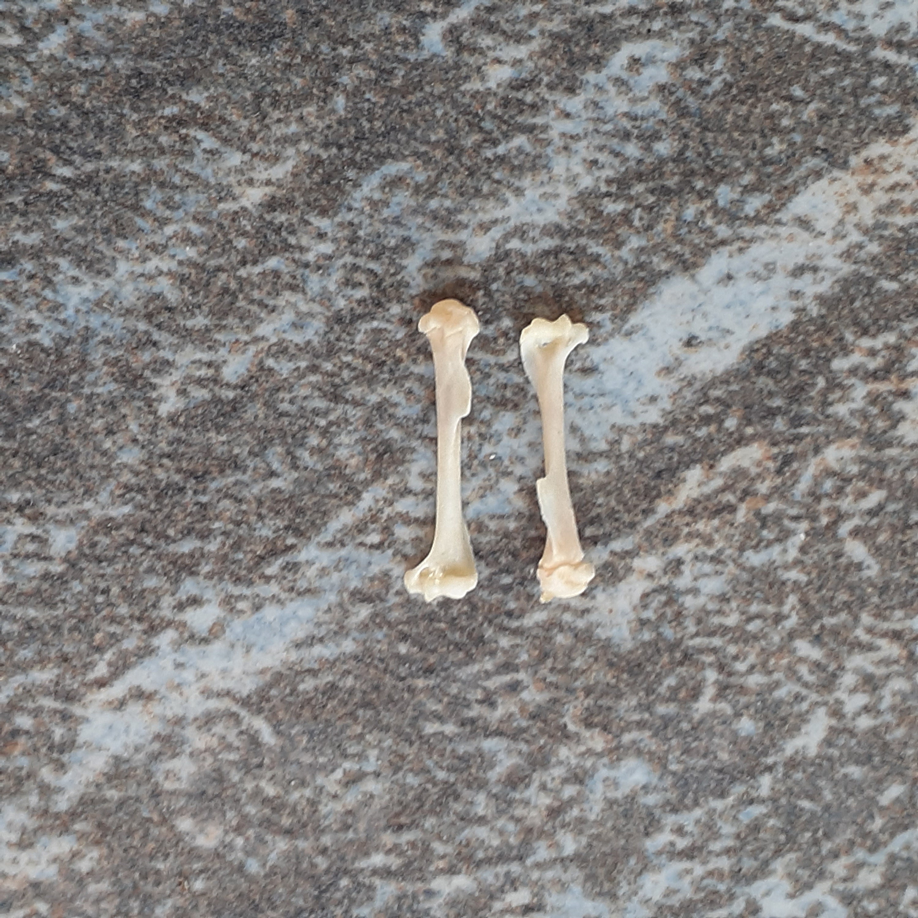 Taxidermy A277 Real Articulated Mouse Humerus Leg Bone | Etsy