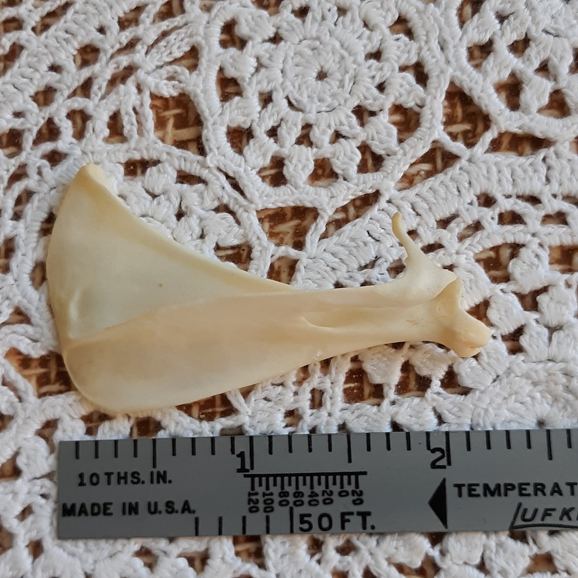 Taxidermy A124 Real Lagomorph Rabbit Scapula Shoulder | Etsy