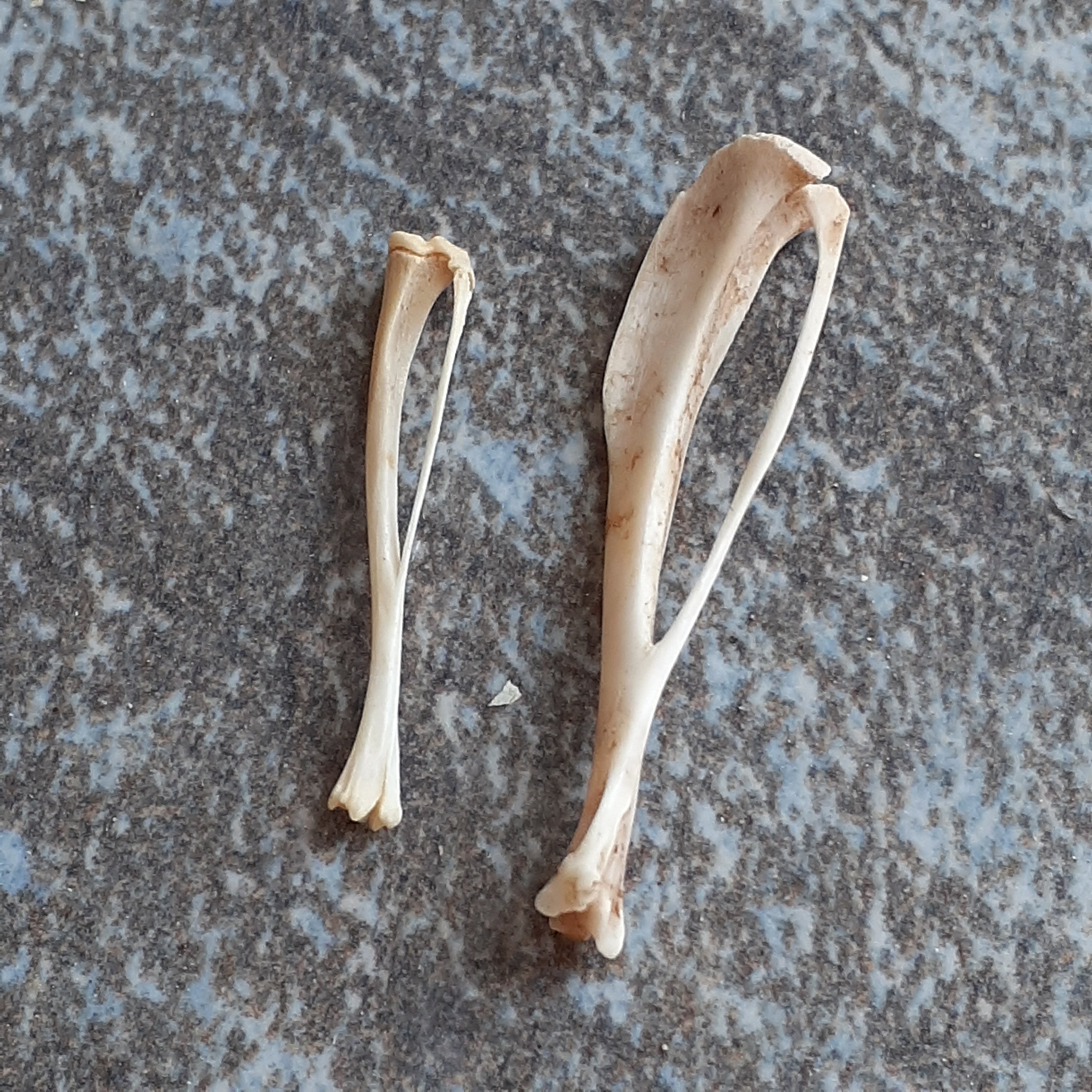 Taxidermy A258 Real Articulated Mouse Tibia Fibula Leg Bone | Etsy