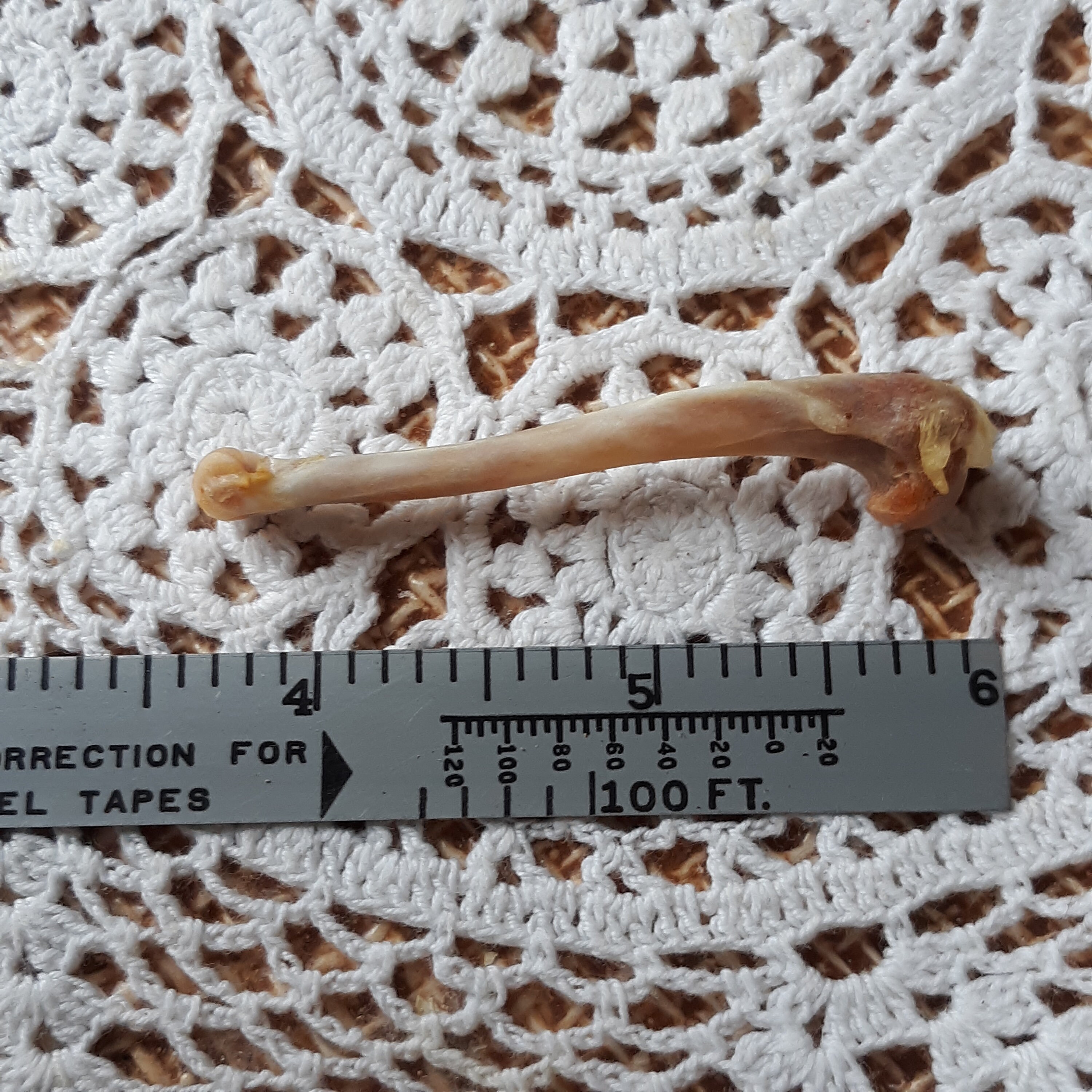 Taxidermy A142 Real Rabbit Humerus Bone Bones Leg Limb | Etsy