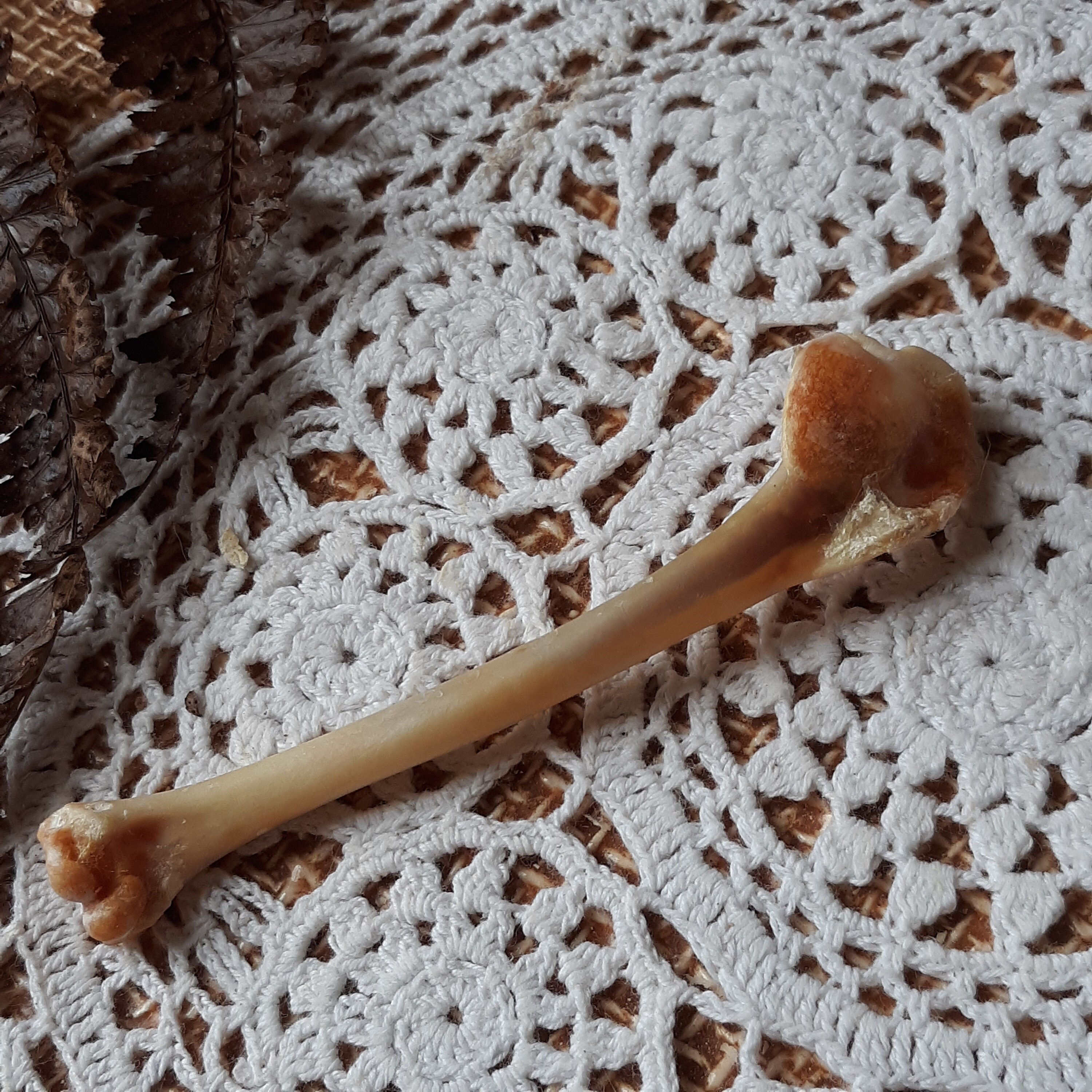 Bones Curiosity Curio Animal Mammal Supplies Wiccan Pagan Oddities ...